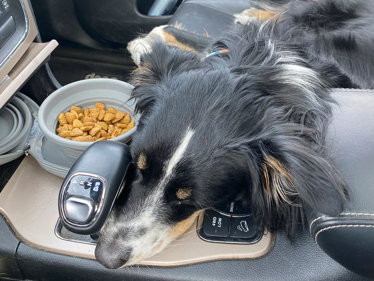 Road Trip with a Dog? Tips for Making You Both Happy | EDGE United States