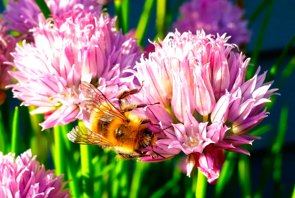 Want to Help Bees? Plant Flowering Herbs | EDGE United States