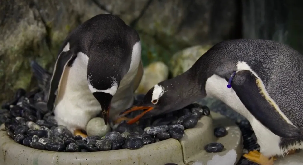 Gay Penguin Couple Sphen and Magic Become Parents Again | EDGE United ...